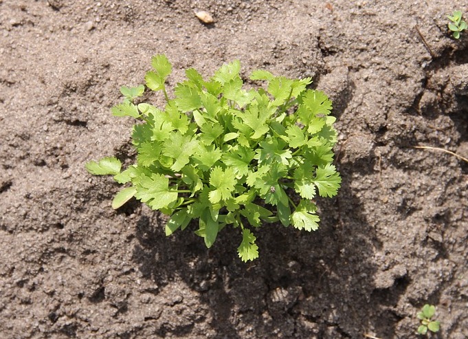 Koriander - Coriander - Cilantro - Coriandrum sativum - Enjoil
